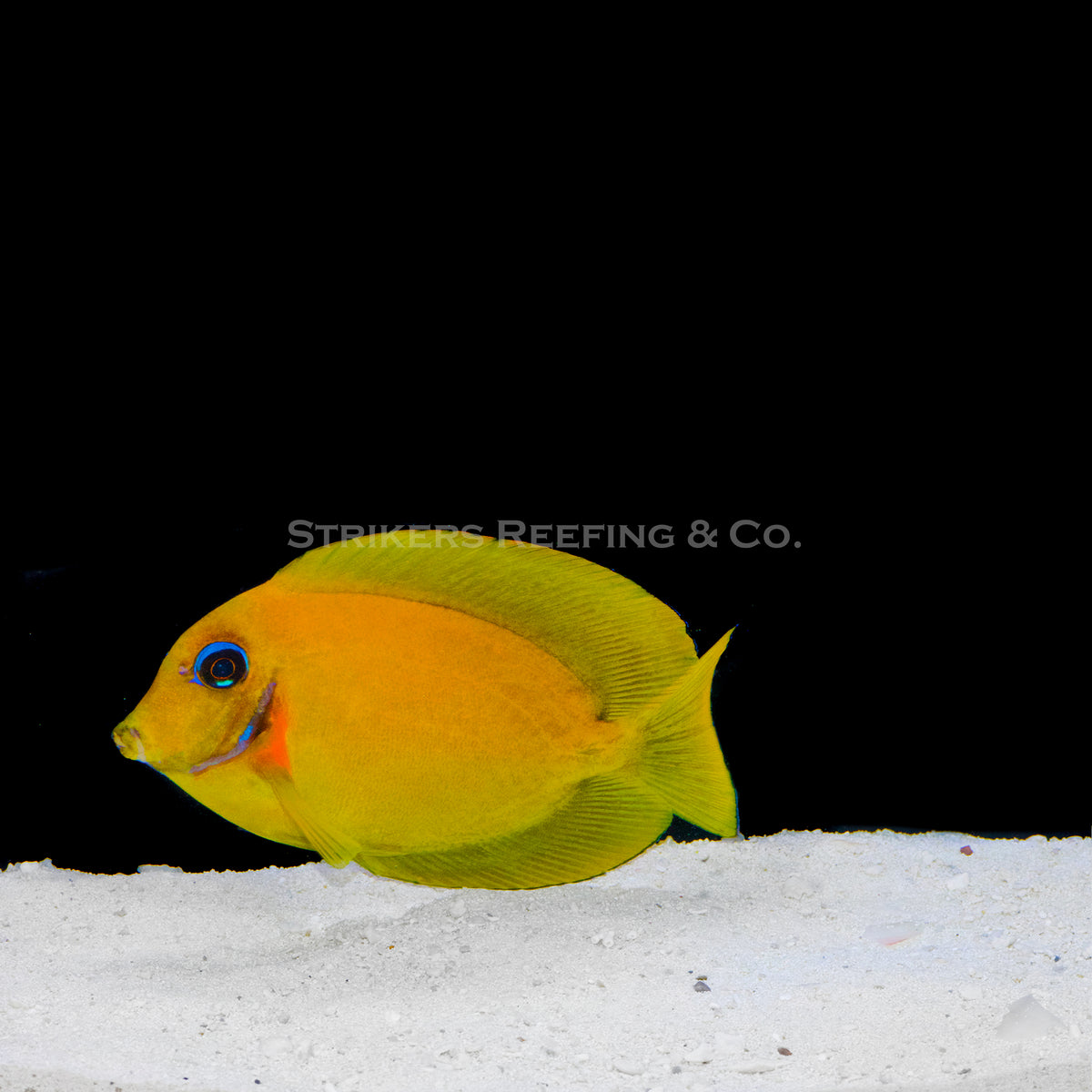 Blue Eye Yellow Mimic Tang - YM2 - WYSIWYG – Strikers Reefing