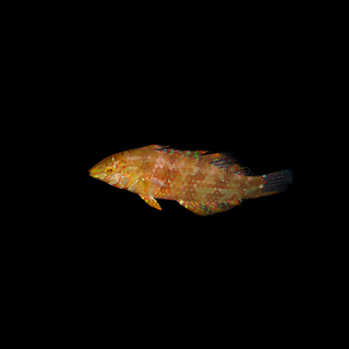 Gold Nugget Wrasse - GNL1 - WYSIWYG – Strikers Reefing