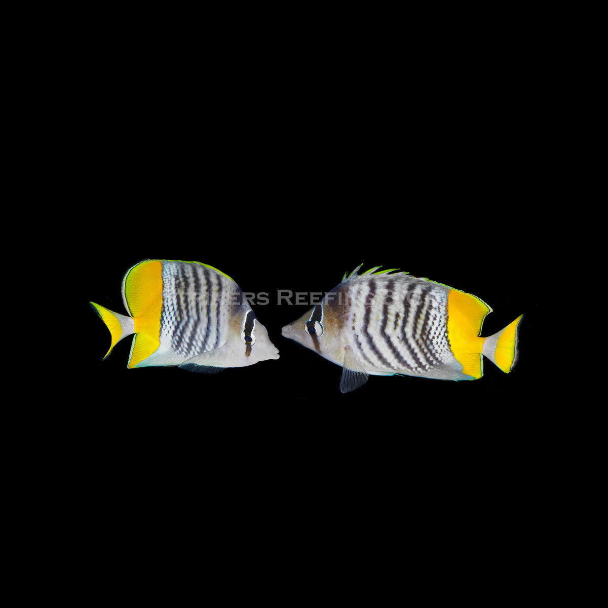 Mertensii Butterflyfish (Bonded Pair) - MBA2 - WYSIWYG – Strikers Reefing