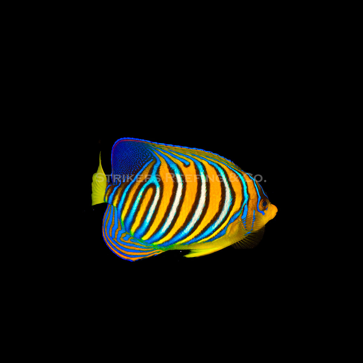 Misbar Red Sea Regal Angelfish - RA13 - WYSIWYG – Strikers Reefing