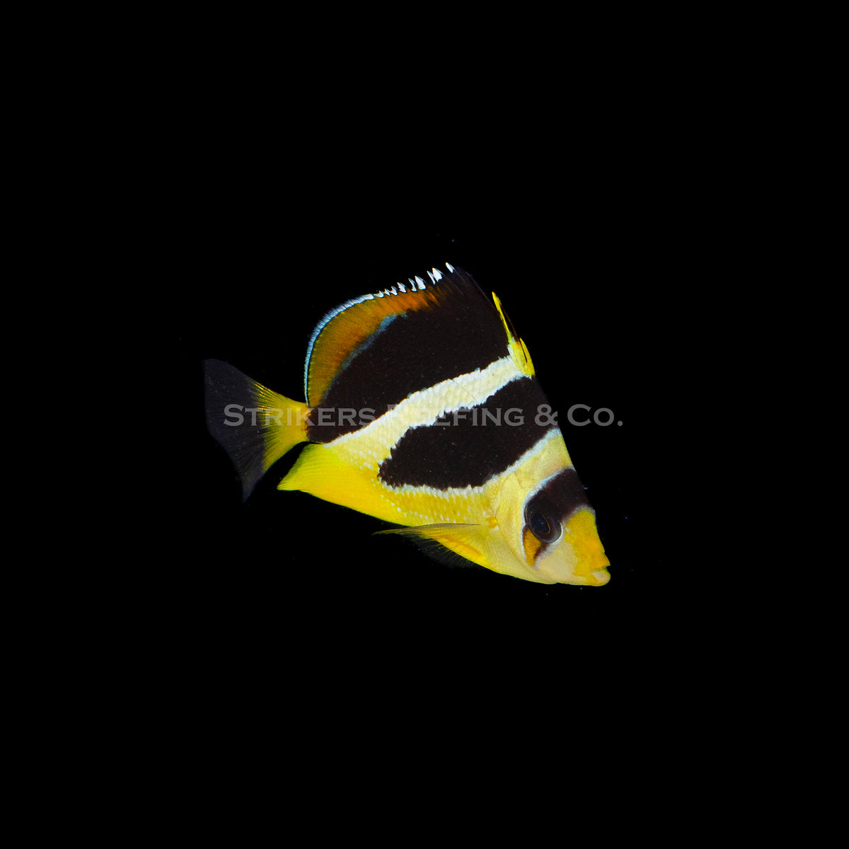 Mitratus Butterfly (Reef Safe) - MitB2 - WYSIWYG – Strikers Reefing