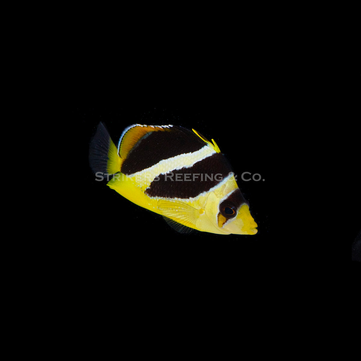 Mitratus Butterfly (Reef Safe) - MitB3 - WYSIWYG – Strikers Reefing