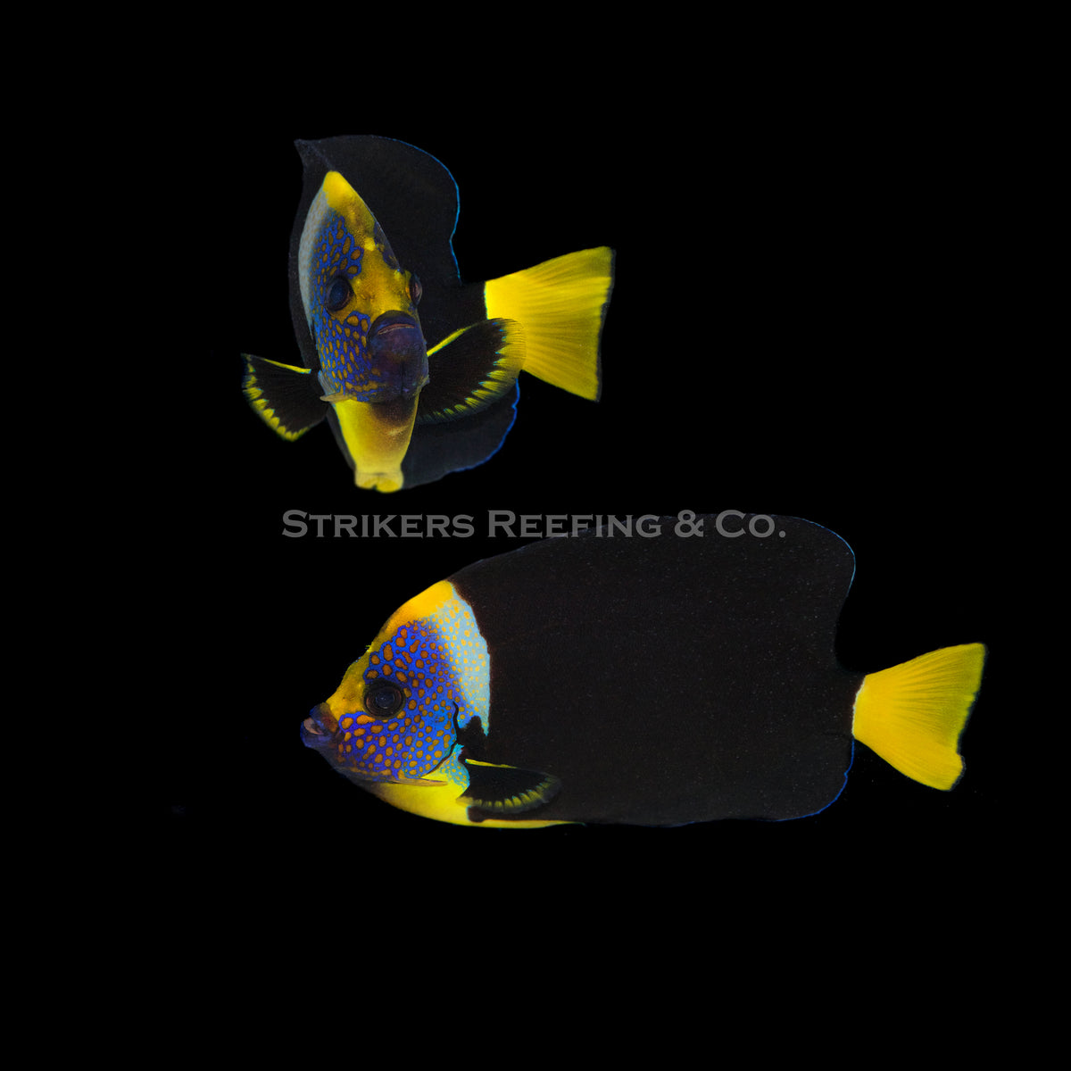 Personifer Angelfish (Bonded Pair) - PA1 - WYSIWYG – Strikers Reefing