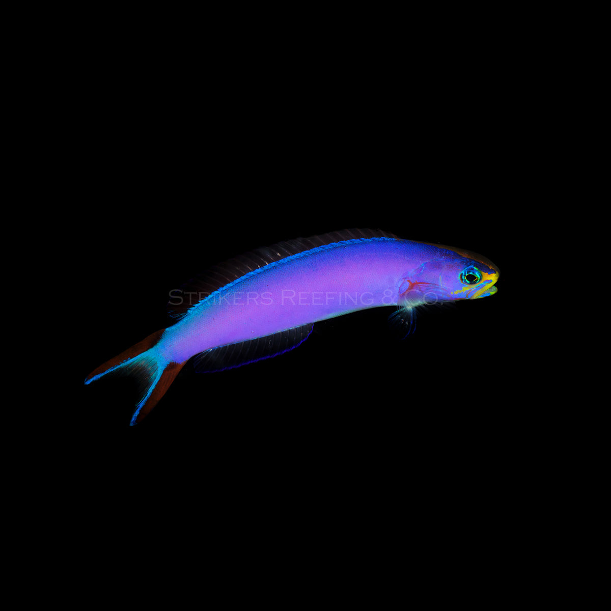 Purple Tilefish - PTF2 - WYSIWYG – Strikers Reefing