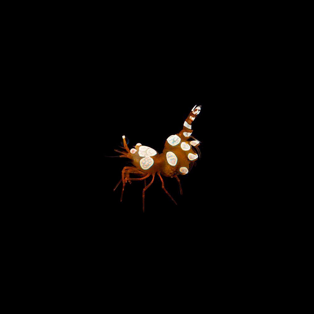 Sexy Dancing Shrimp (Group of 3) – Strikers Reefing