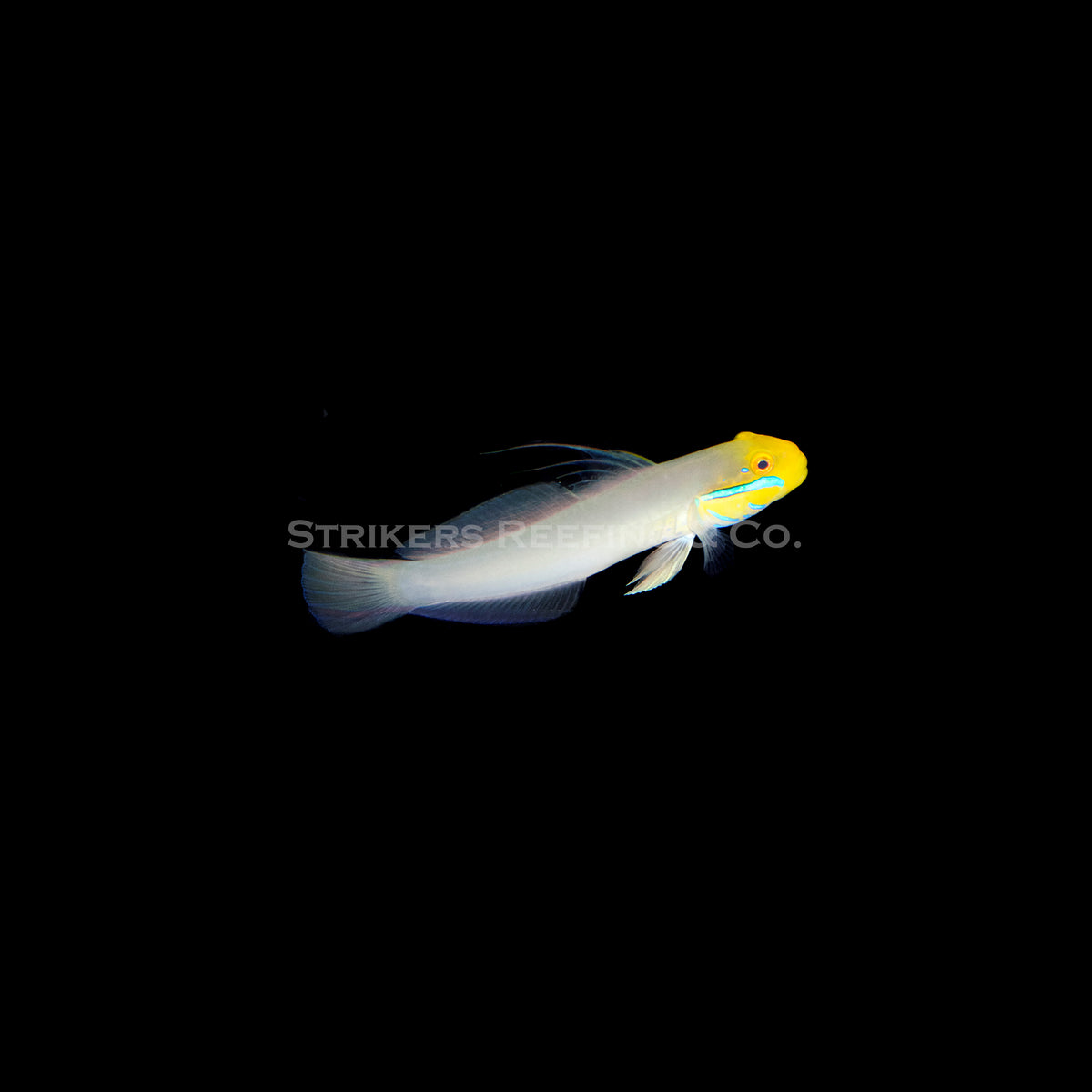 Sand Sifting Golden Sleeper Goby – Strikers Reefing