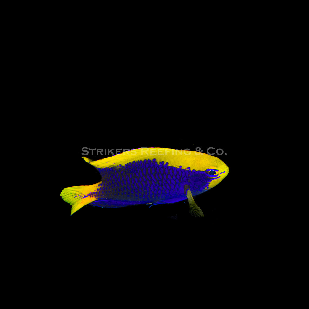 Starcki Damsel - SKD1 - WYSIWYG – Strikers Reefing