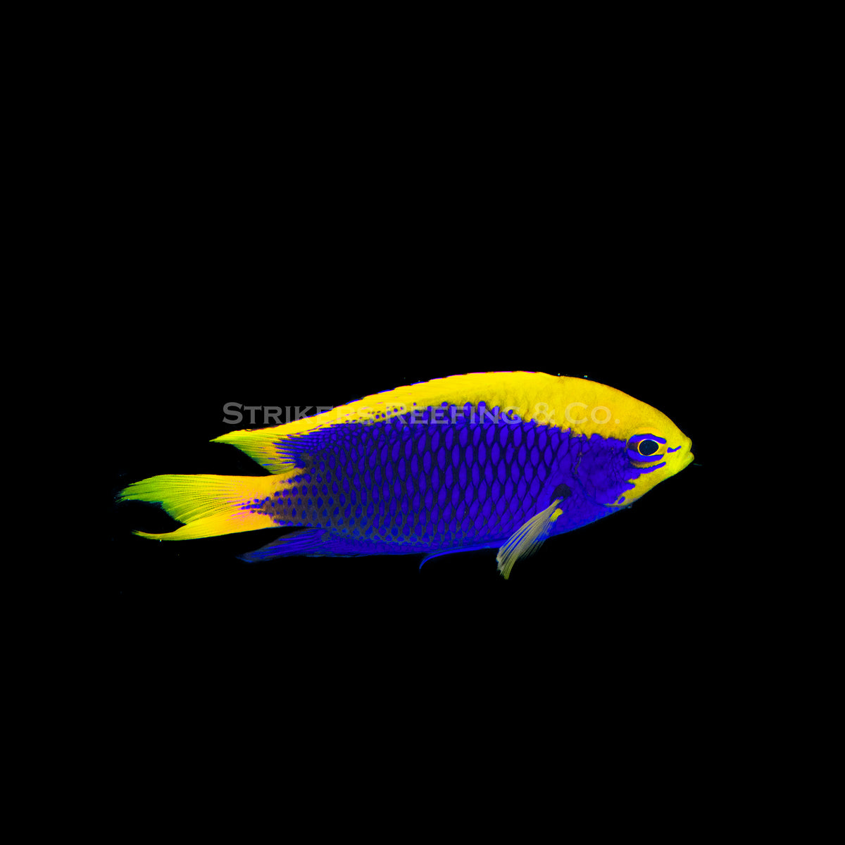 Starcki Damsel - SKD2 - WYSIWYG – Strikers Reefing