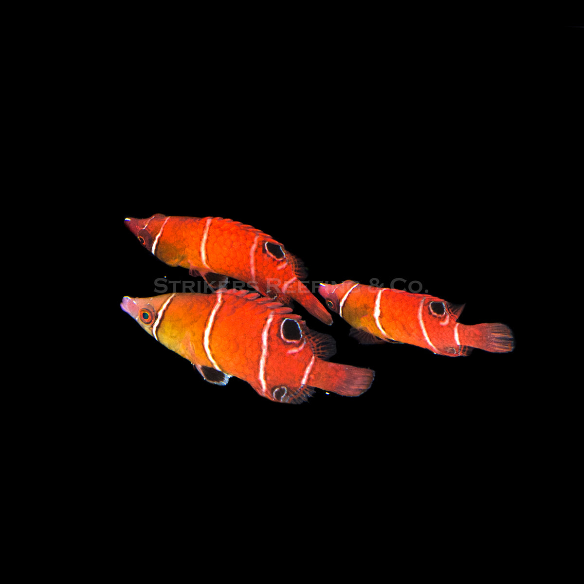 Tanaka's Pygmy Wrasse (Harem) - RPW2 - WYSIWYG – Strikers Reefing