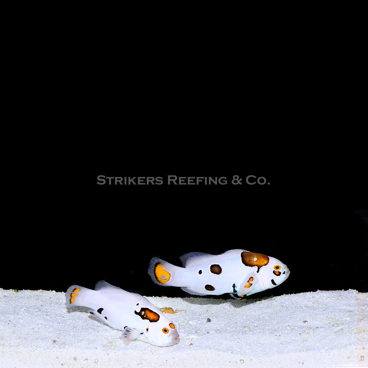 Platinum Storm Clownfish Pair (Grade-A) - Pnm1 - WYSIWYG – Strikers Reefing