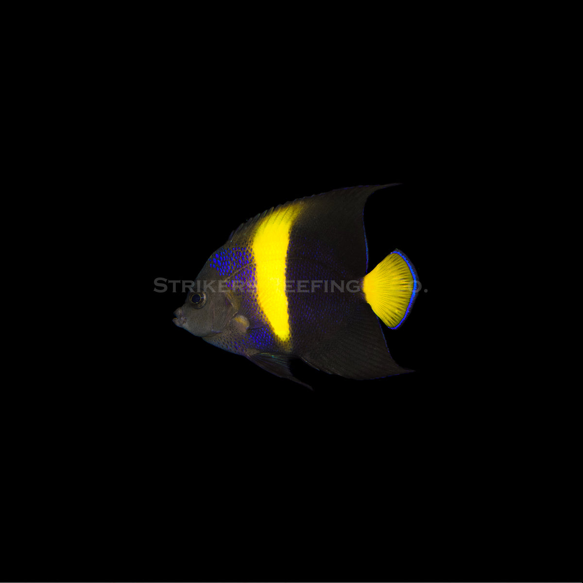 Asfur Angelfish - Afs1 - WYSIWYG – Strikers Reefing