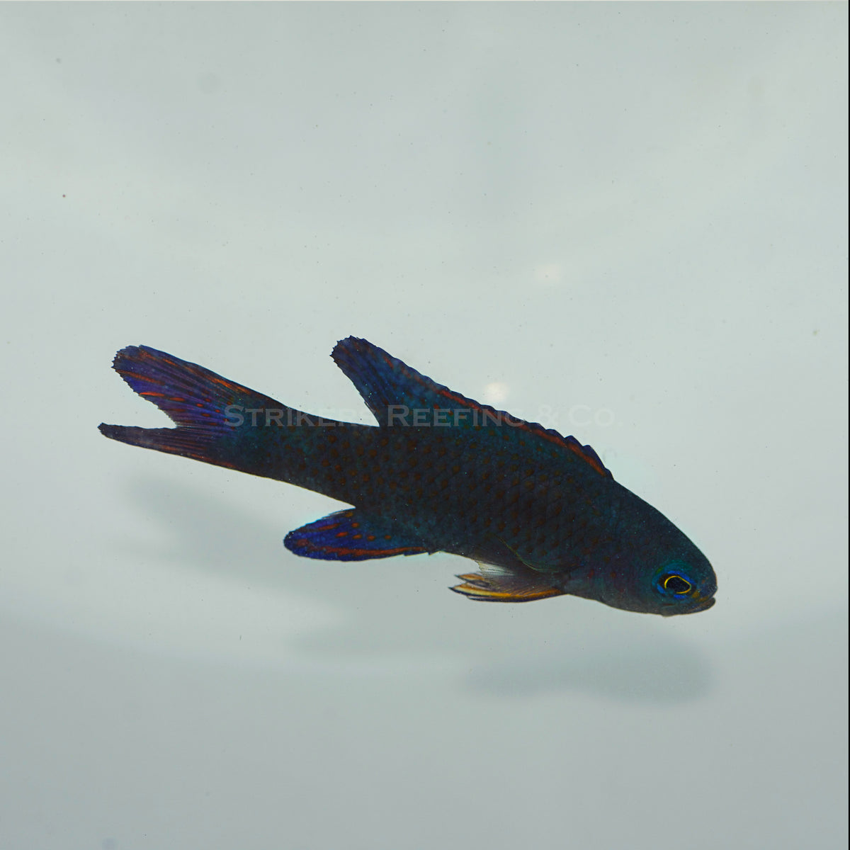 Deepwater Randall's Assessor Basslet - DRB2 - WYSIWYG – Strikers Reefing