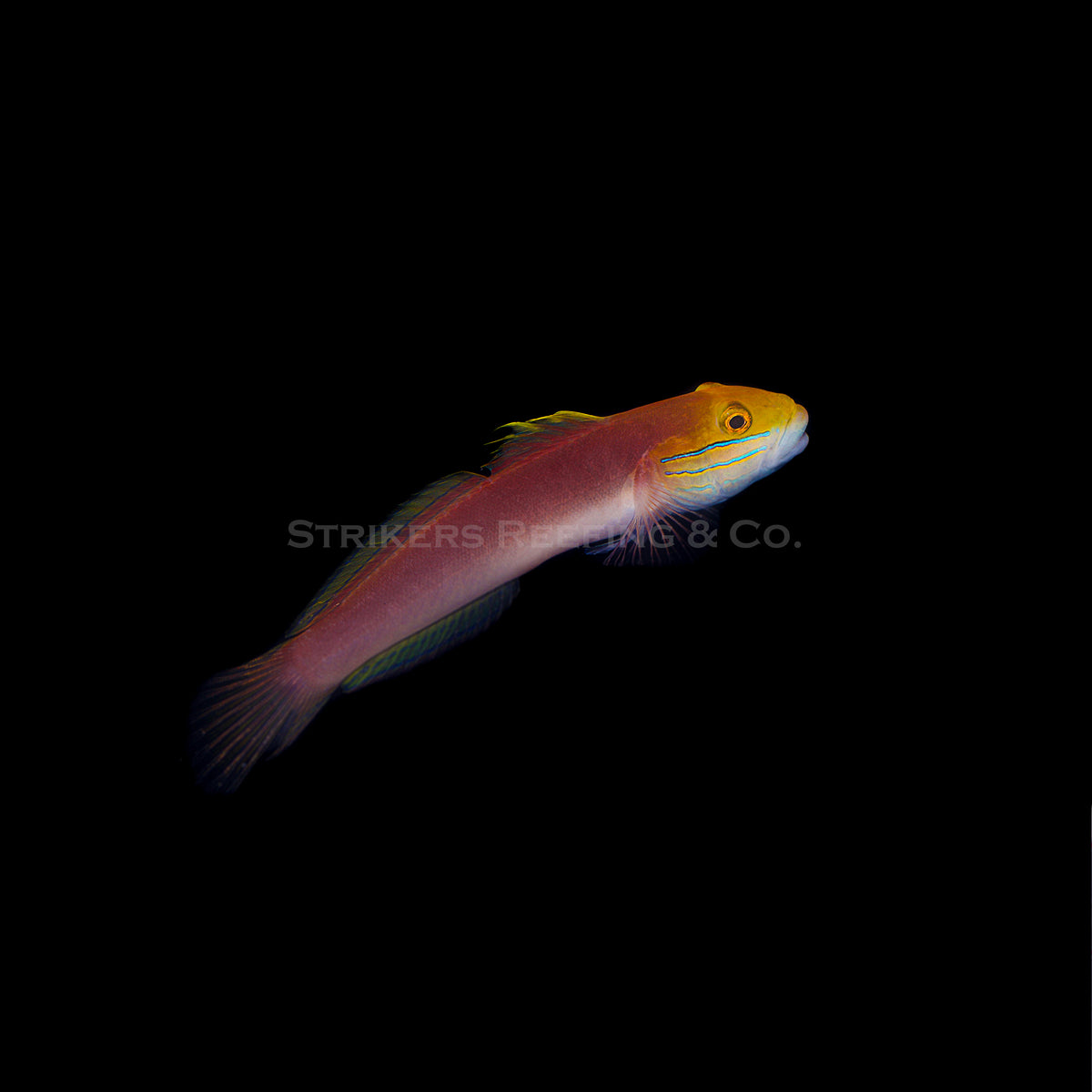 Sand Sifting Bella Goby - SFB3 - WYSIWYG – Strikers Reefing
