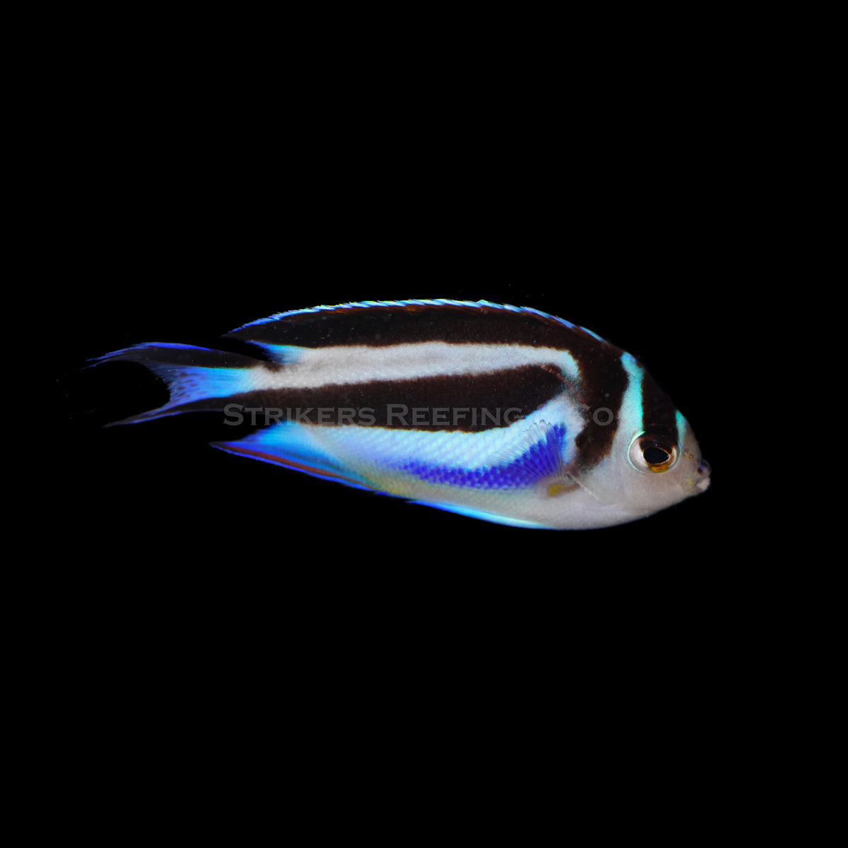 Female Bellus Angelfish (Reef Safe) - BM24 - WYSIWYG – Strikers Reefing