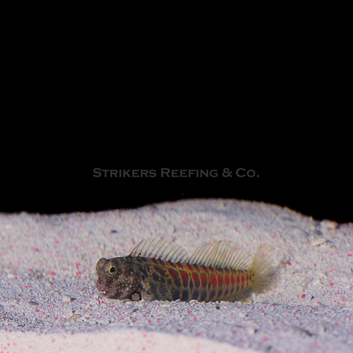 Segmented Sailfin Blenny - SgB1 - WYSIWYG – Strikers Reefing