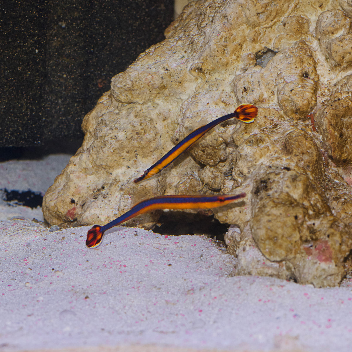 Blue Stripe Pipefish (Bonded Pair) - BP2 - WYSIWYG – Strikers Reefing