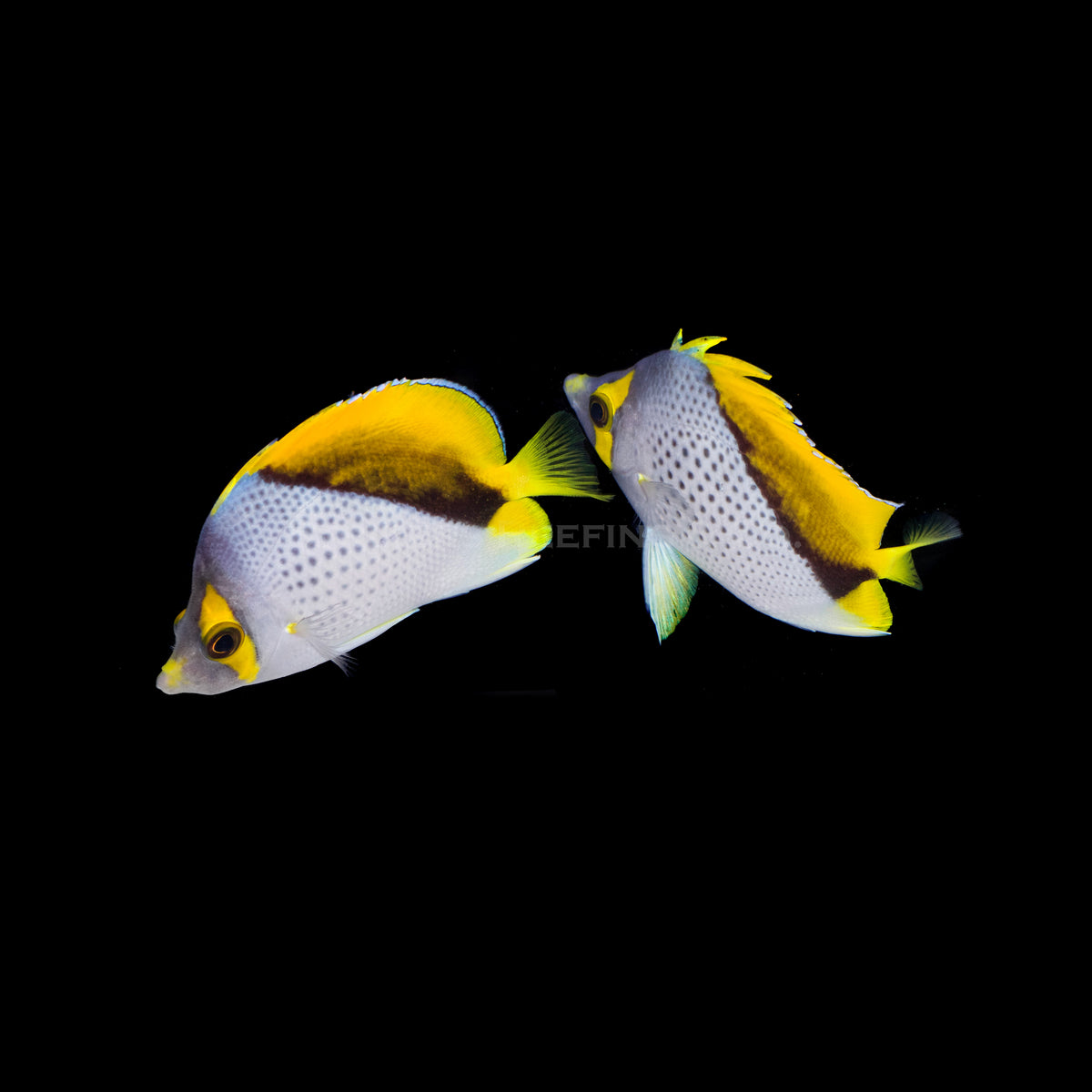 Declivis "Marquesas" Butterflyfish (Bonded Pair) - DCM2 - WYSIWYG ...