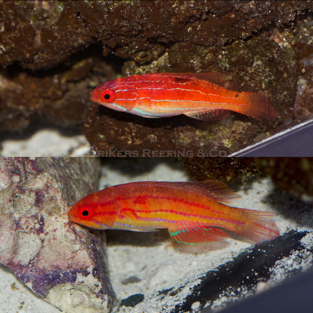 Diamond Flasher Wrasse (Female Pair) - DsF4 - WYSIWYG – Strikers Reefing