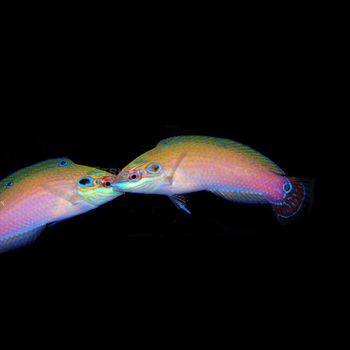 Earmuff Wrasse (Bonded Pair) - ELW2 - WYSIWYG – Strikers Reefing