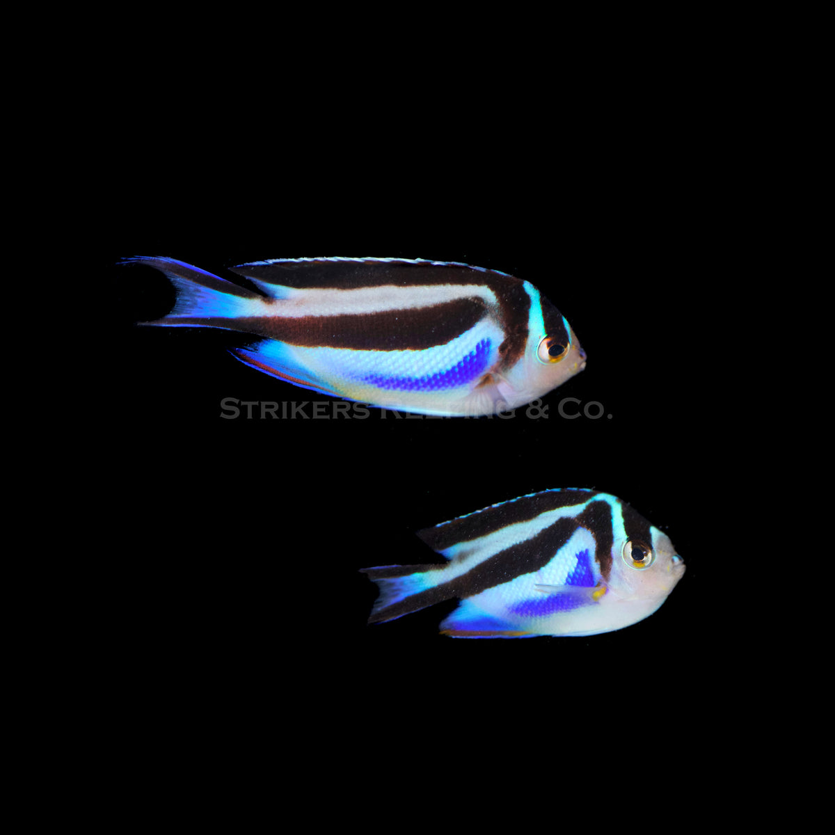 Female Bellus Angelfish Pair (Reef Safe) - BM23 - WYSIWYG – Strikers ...