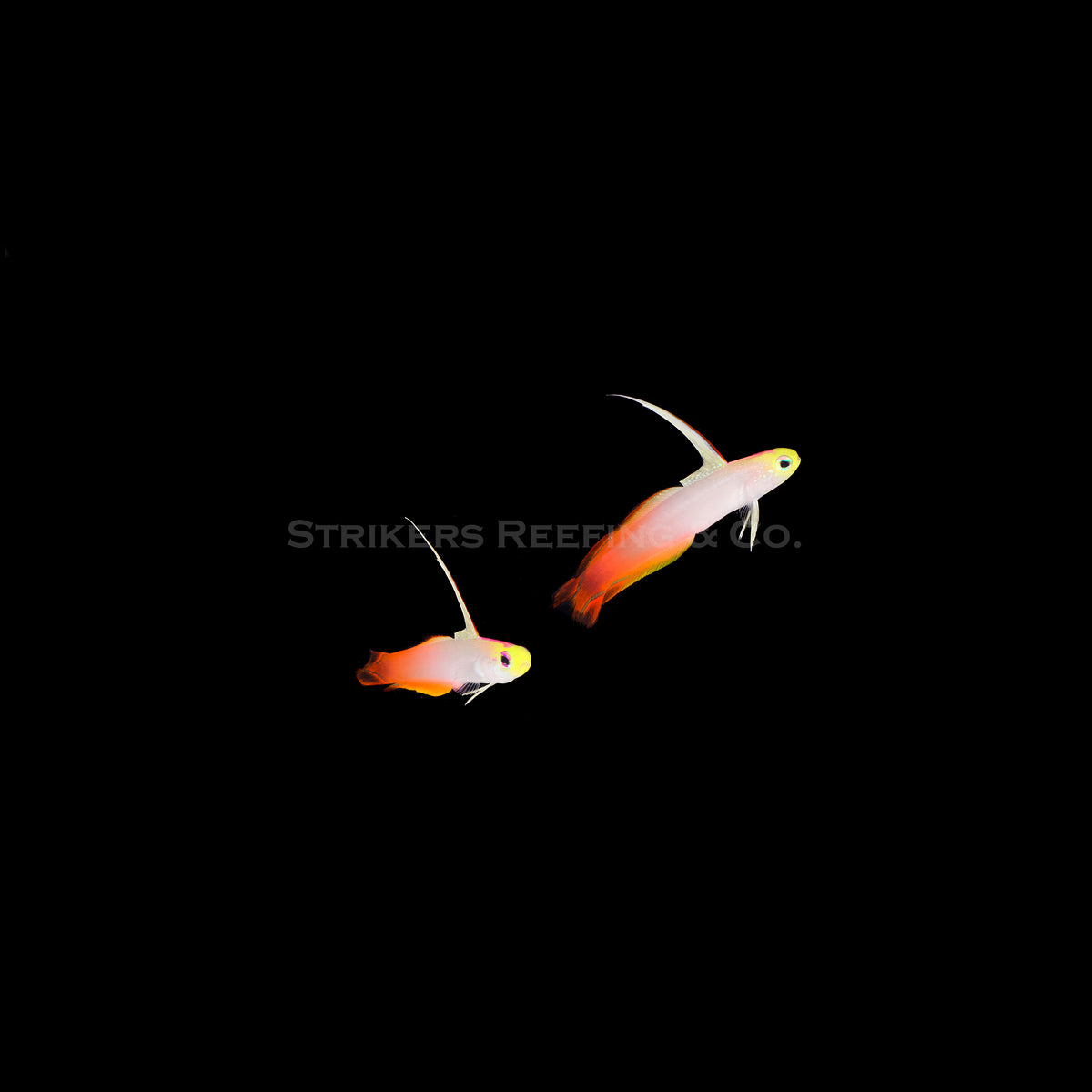 Red Firefish (Bonded pair) - OFg1 - WYSIWYG – Strikers Reefing