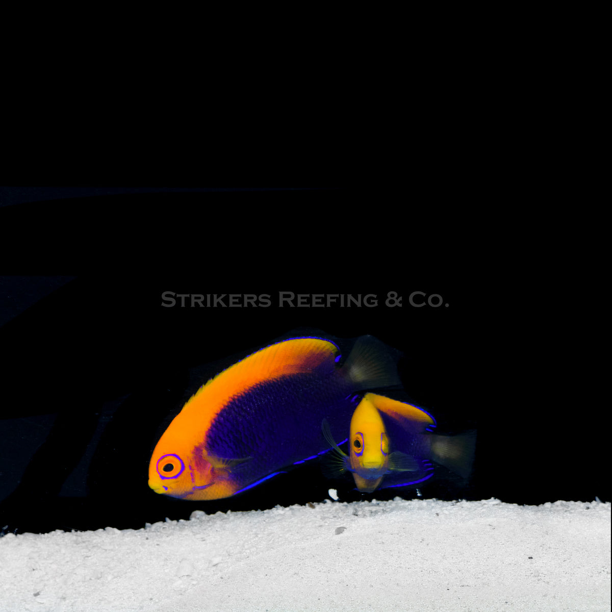Flameback Angelfish (Bonded Pair) - FbA6 - WYSIWYG – Strikers Reefing
