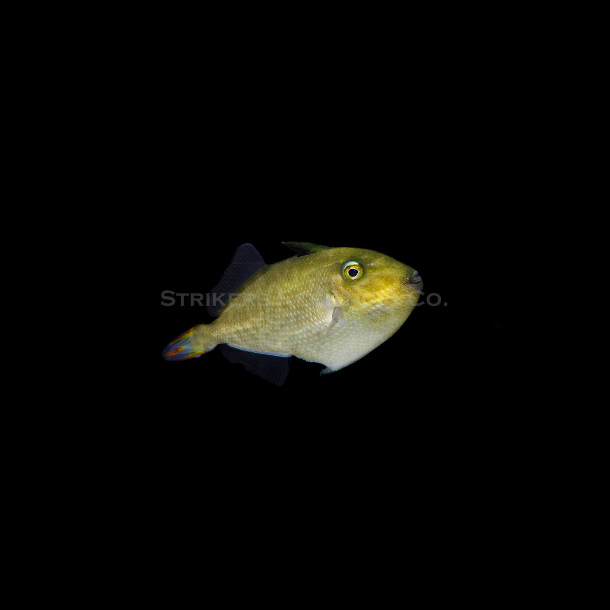 Juvenile Golden Back Triggerfish – Strikers Reefing