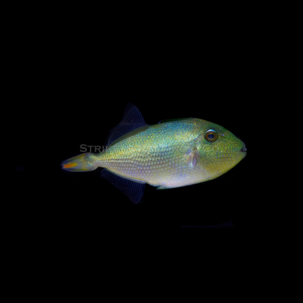 Juvenile Golden Back Triggerfish – Strikers Reefing