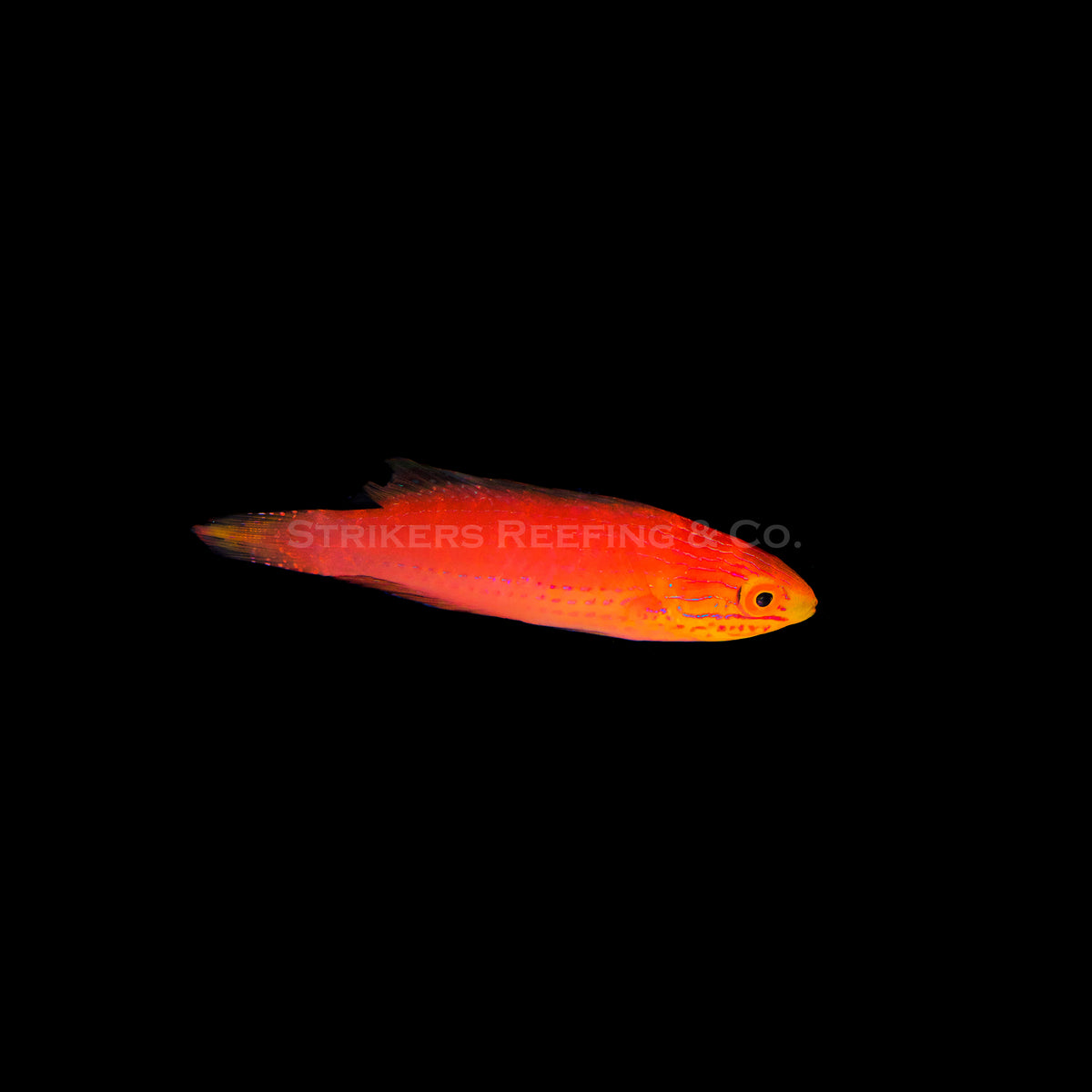 Katoi Fairy Wrasse Female - KTW2 - WYSIWYG – Strikers Reefing