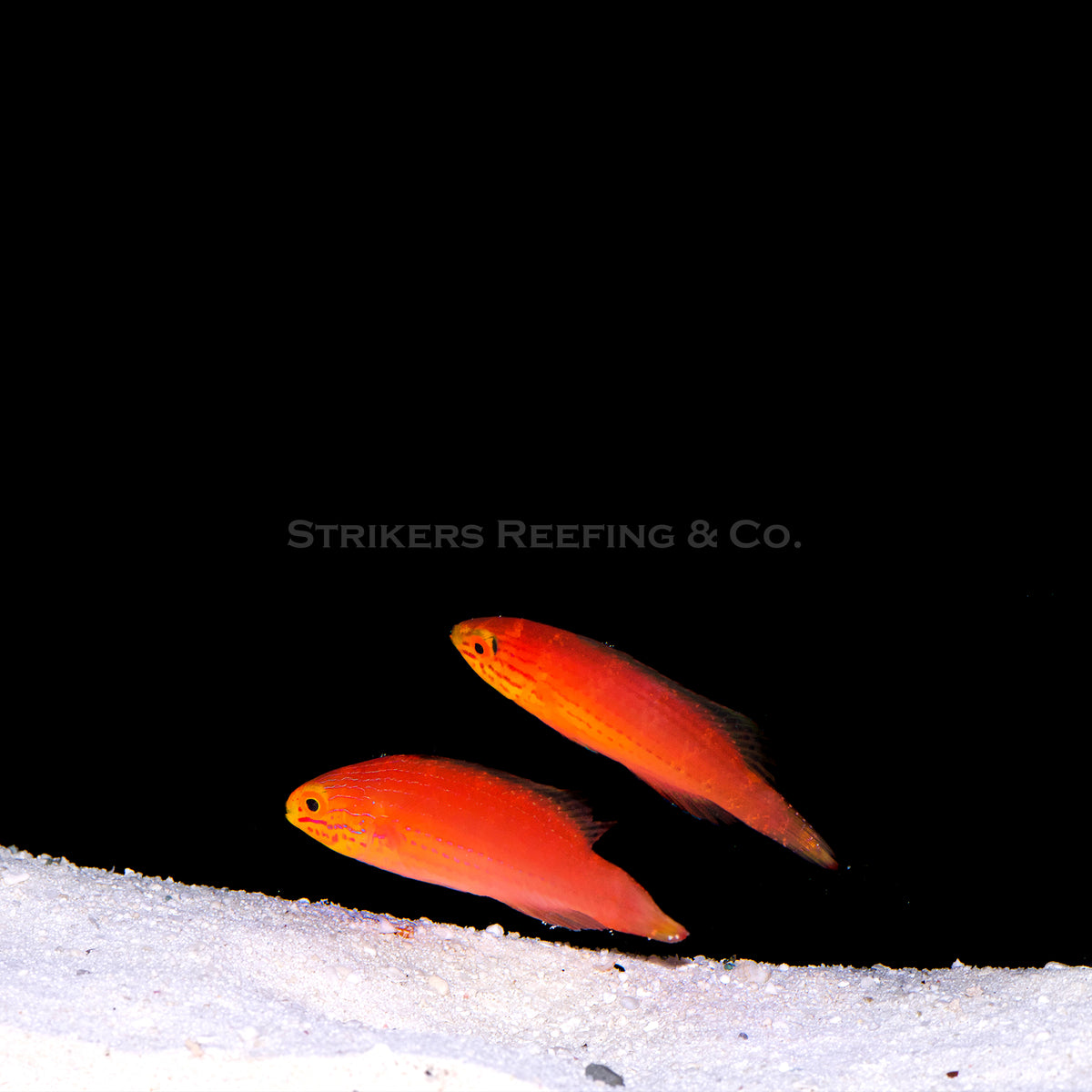 Katoi Fairy Wrasse (Female Pair) - KTW3 - WYSIWYG – Strikers Reefing