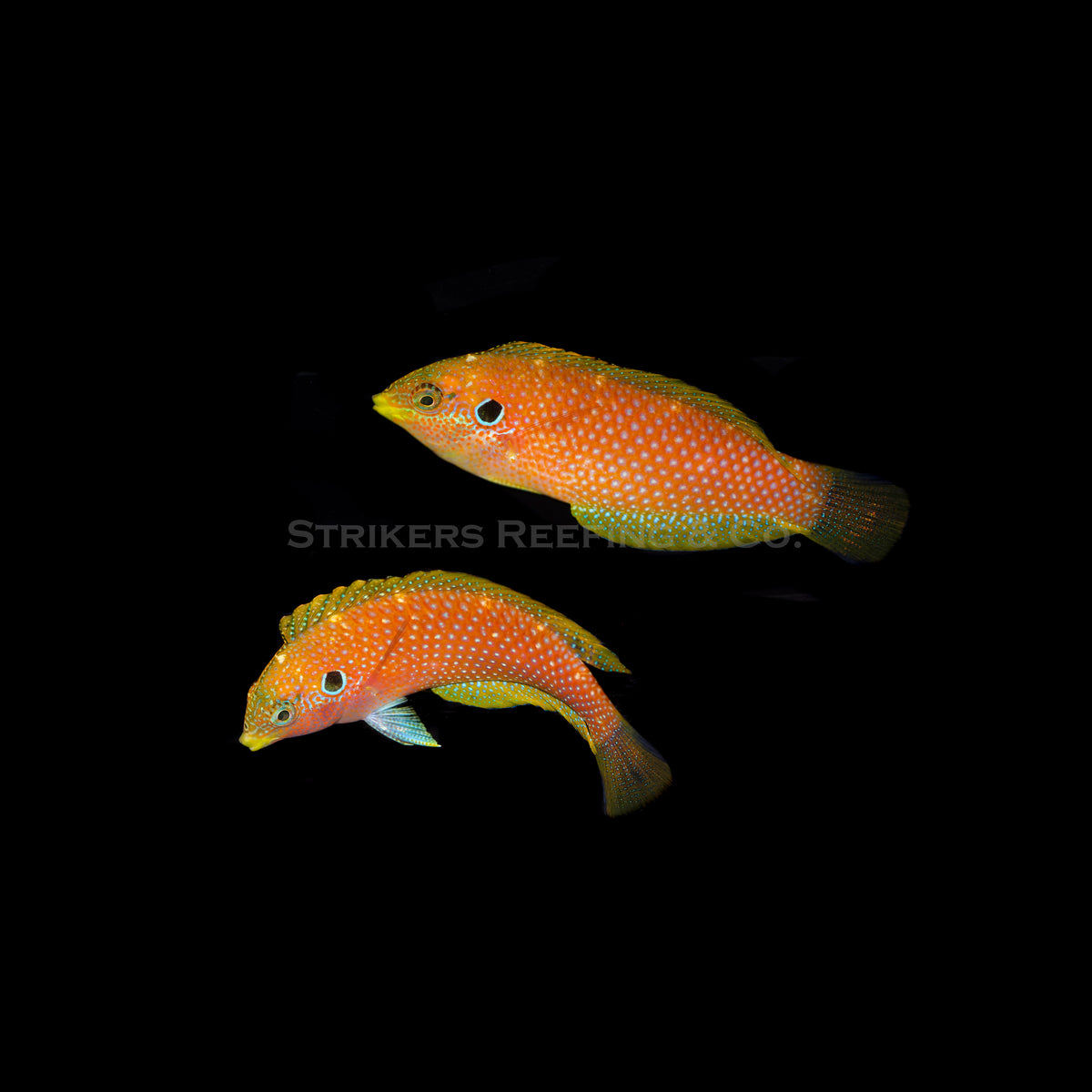 Kuiter's Leopard Wrasse (Bonded Pair) - KLW2 - WYSIWYG – Strikers Reefing