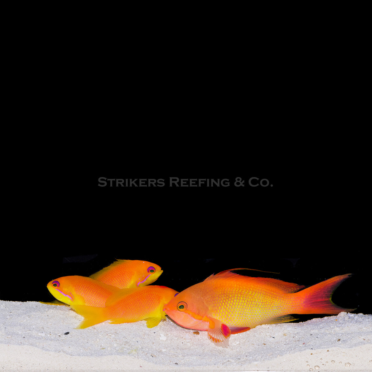 Red Sea Lyretail Anthias (Quad) - LA10 - WYSIWYG – Strikers Reefing