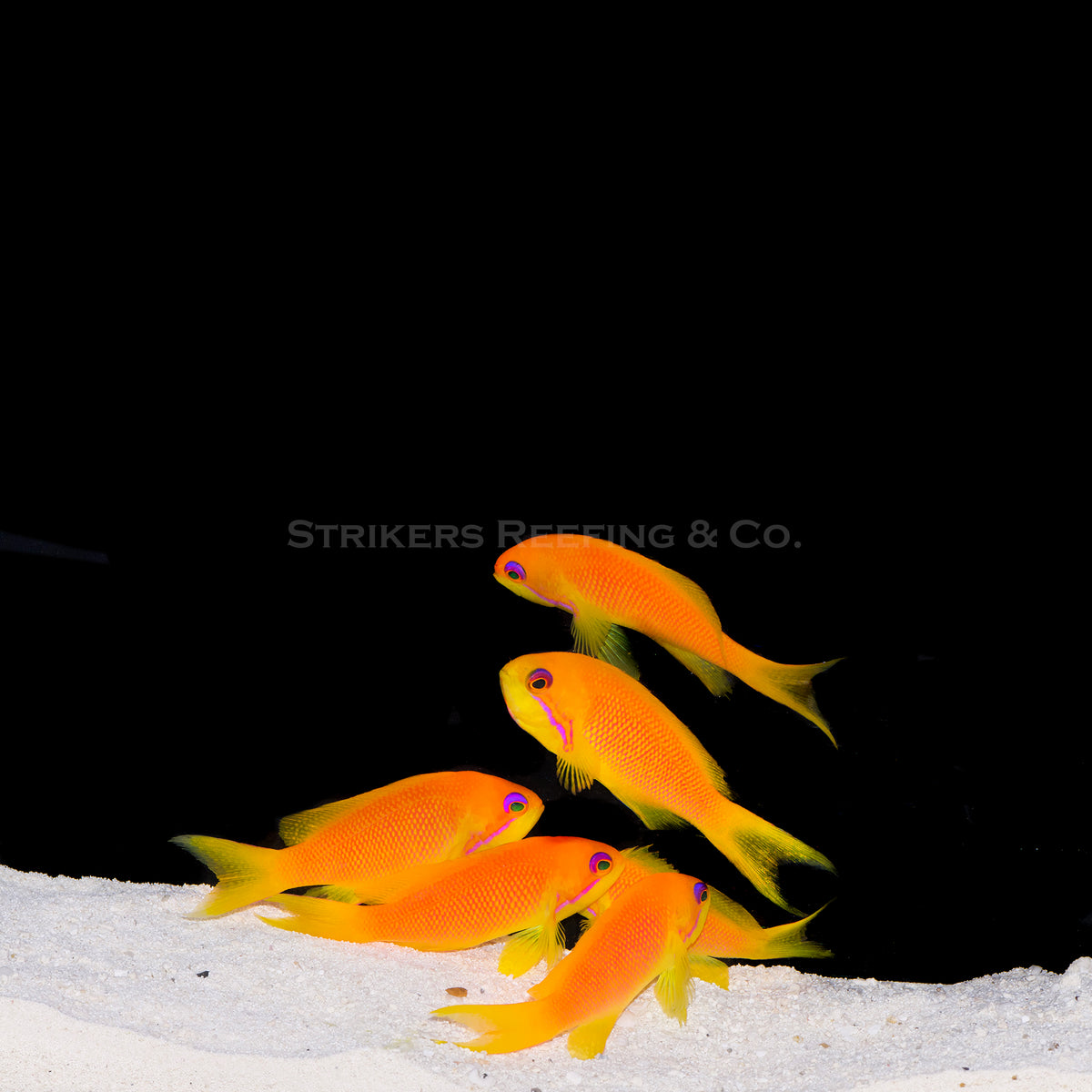 Red Sea Lyretail Anthias (Group of 6) - LA9 - WYSIWYG – Strikers Reefing