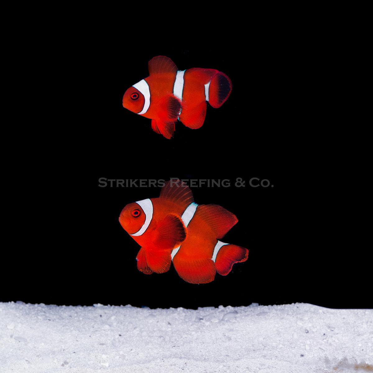 Wild Maroon Clownfish Pair - WM1 - WYSIWYG – Strikers Reefing