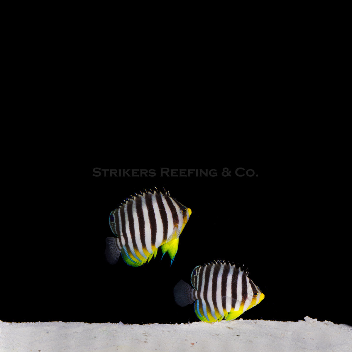 Captive-bred Multibar Angelfish Pair (Reef Safe) - MBA5 - WYSIWYG ...