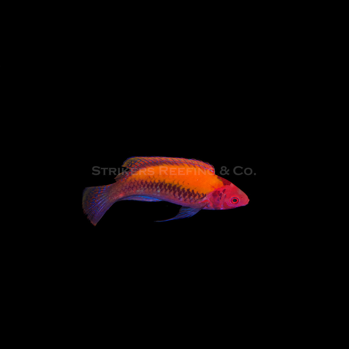 Orange-Back Fairy Wrasses – Strikers Reefing