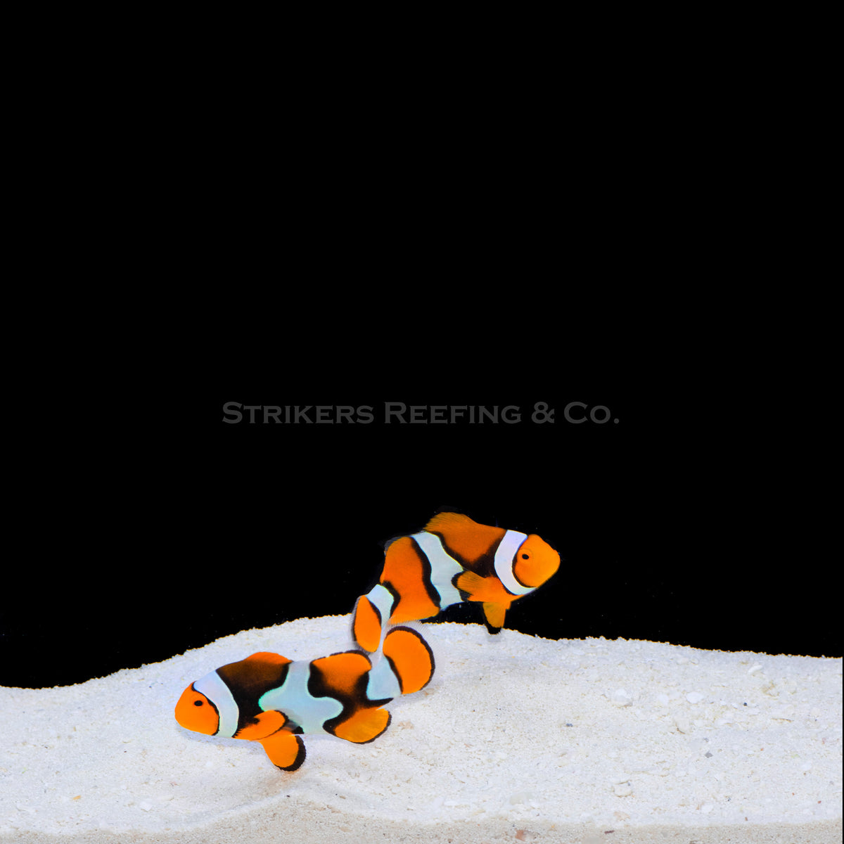 True Wild Percula Clownfish Pair - C31 – Strikers Reefing