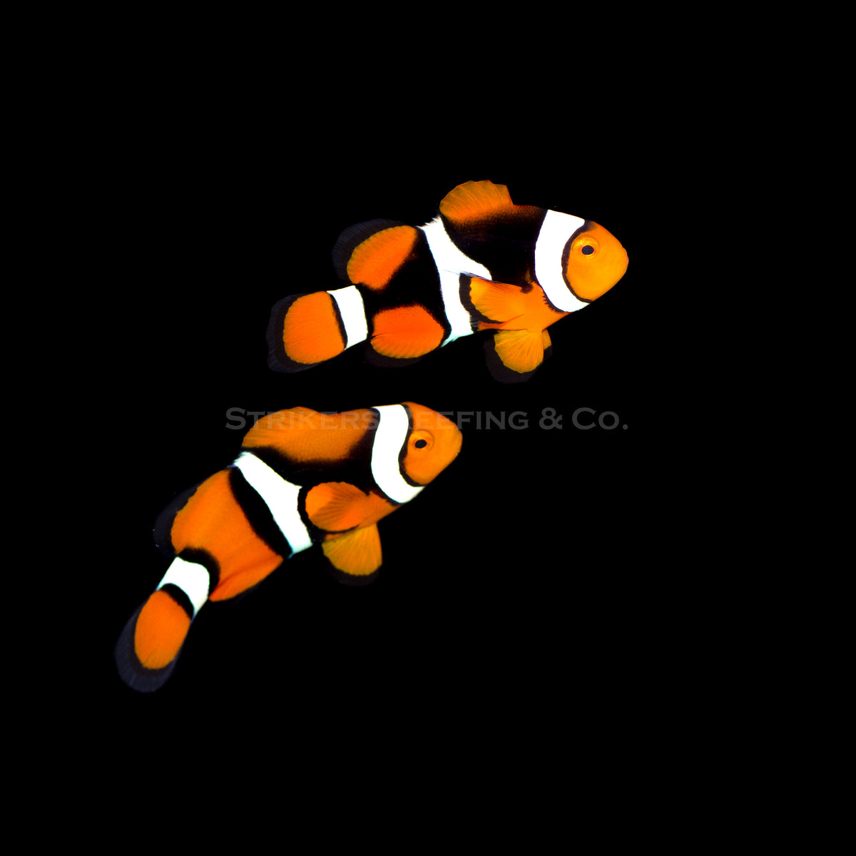Wild True Percula Clownfish Pair - C38 - WYSIWYG – Strikers Reefing