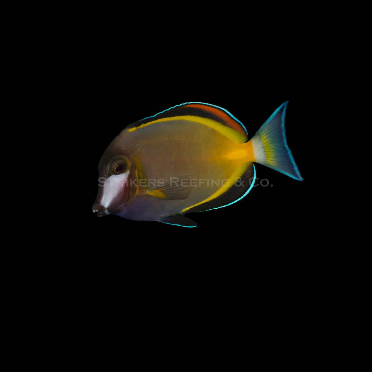 Powder Brown Tang - PBR3 - WYSIWYG – Strikers Reefing