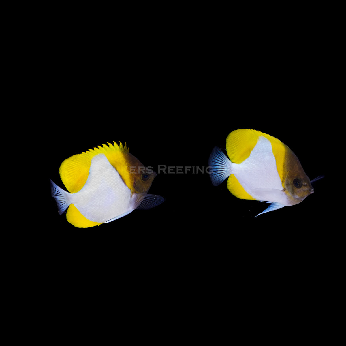 Pyramid Butterflyfish (Bonded Pair) - PyA13 - WYSIWYG – Strikers Reefing