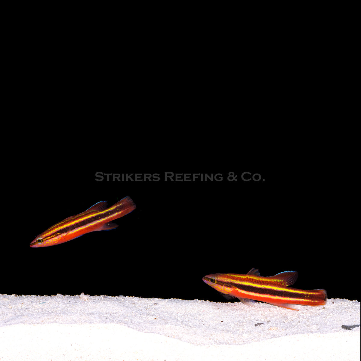 Deepwater Rainbow Basslet (Bonded Pair) - RB7 - WYSIWYG – Strikers Reefing