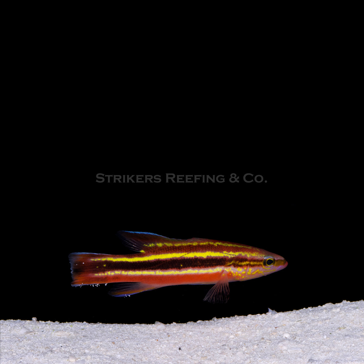 Deepwater Rainbow Basslet - RB6 - WYSIWYG – Strikers Reefing