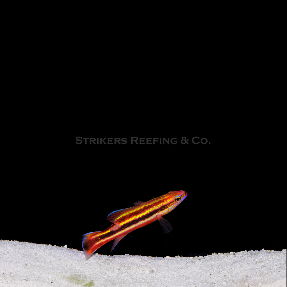 Deepwater Rainbow Basslet - RB4 - WYSIWYG – Strikers Reefing