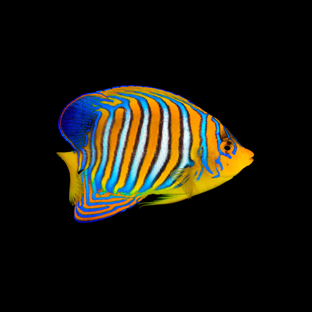 Red Sea Regal Angelfish - RA16 - WYSIWYG – Strikers Reefing