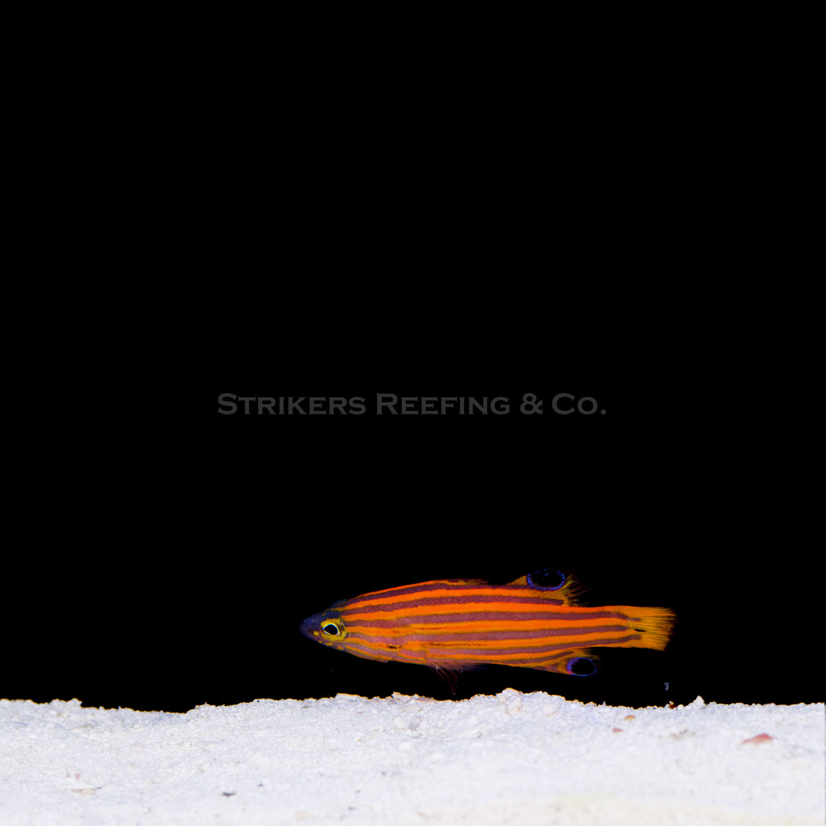 Swale's Basslet - SB4 - WYSIWYG – Strikers Reefing