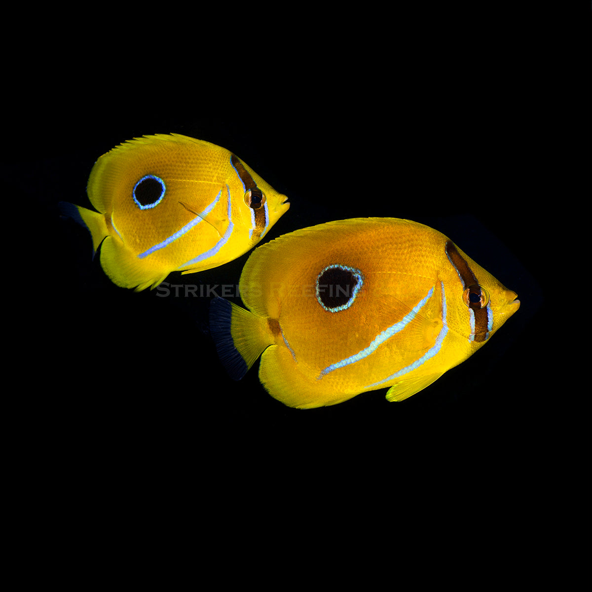 Bluelashed Butterflyfish (Bonded Pair) - Bly1 - WYSIWYG – Strikers Reefing