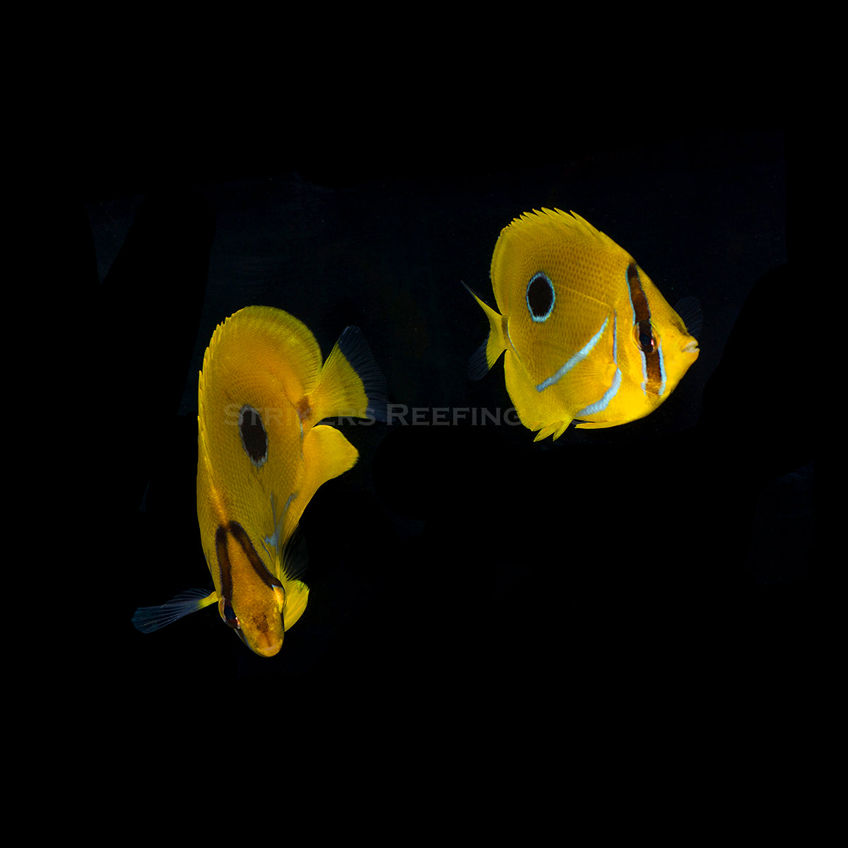 Bluelashed Butterflyfish (Bonded Pair) - Bly1 - WYSIWYG – Strikers Reefing