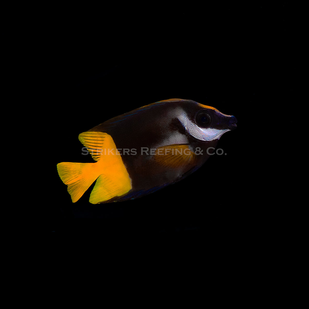 Bicolor Foxface Rabbitfish – Strikers Reefing