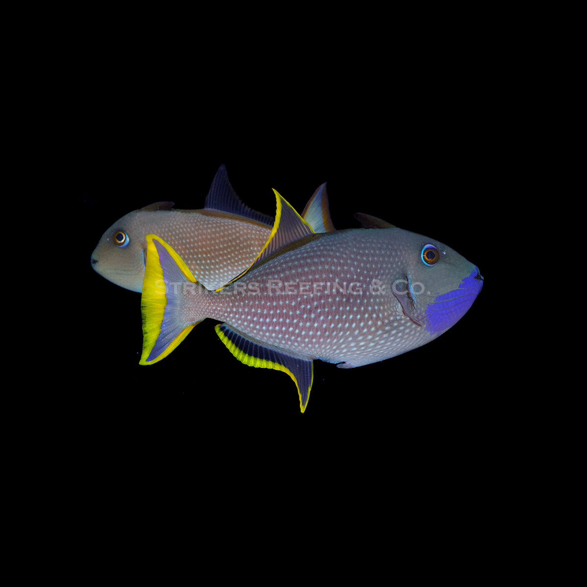Reef-safe Bluethroat Triggerfish (Bonded Pair) - BTP1 - WYSIWYG ...
