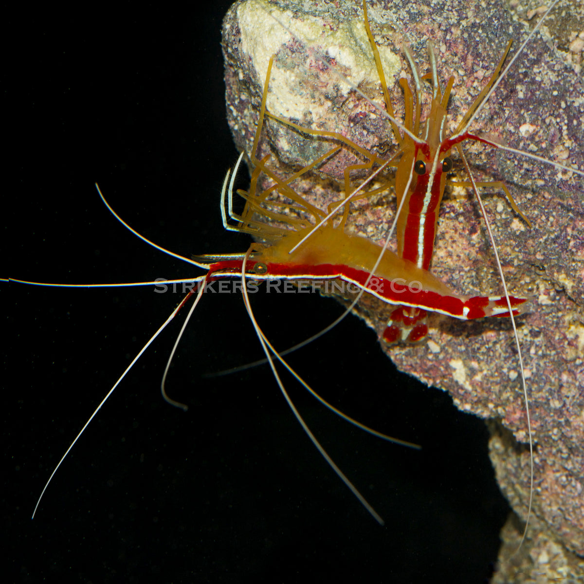 Scarlet Skunk Cleaner Shrimp (Select Quantity) – Strikers Reefing